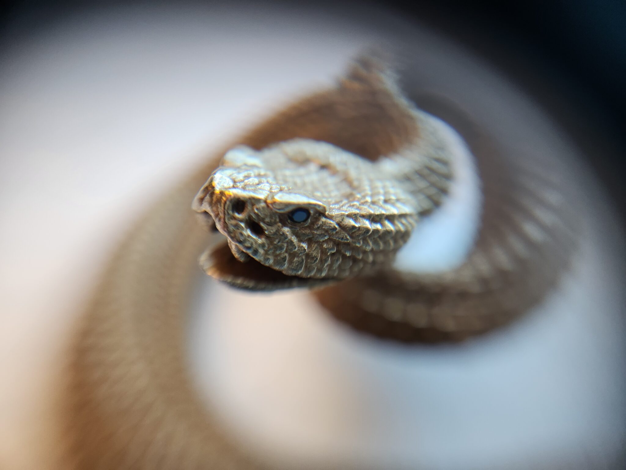 Coppertist Wu Brass Snake Pen Stand | Hey there!